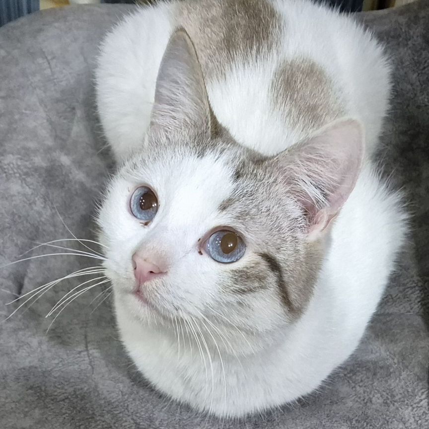 Голубоглазый ласковый котик