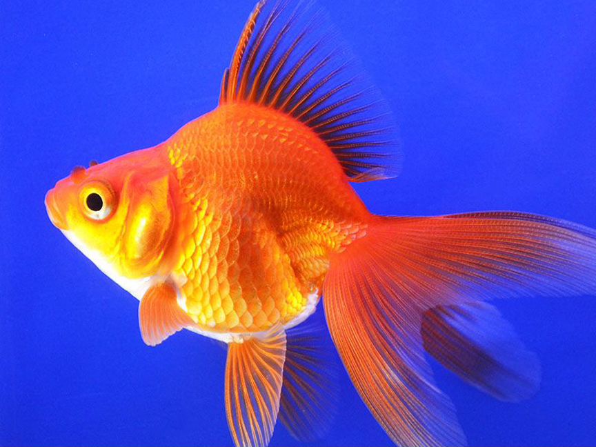Золотая рыбка Риукин Красный (Ryukin Goldfish)