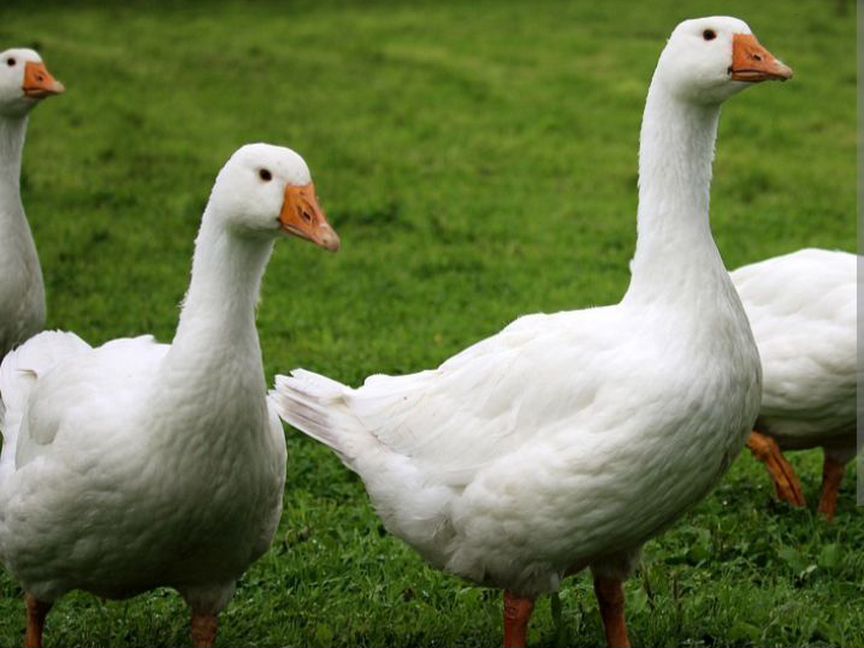 Домашняя птица Гуси