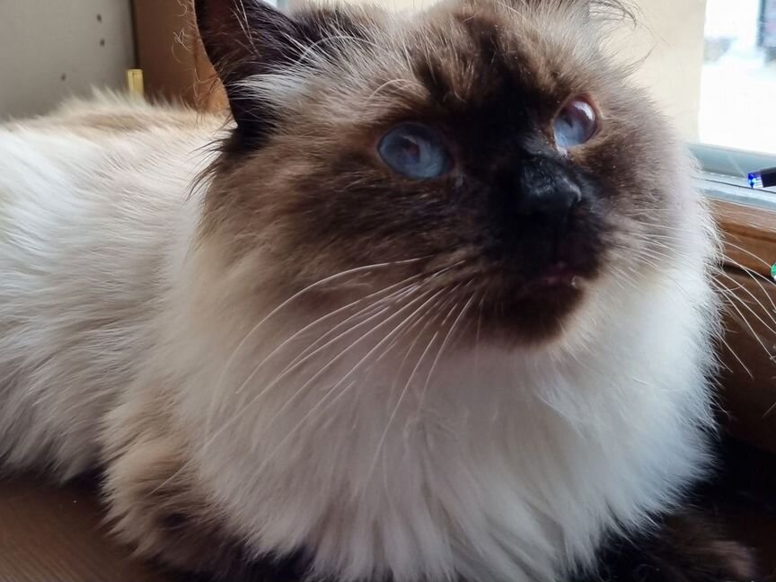 Кошки