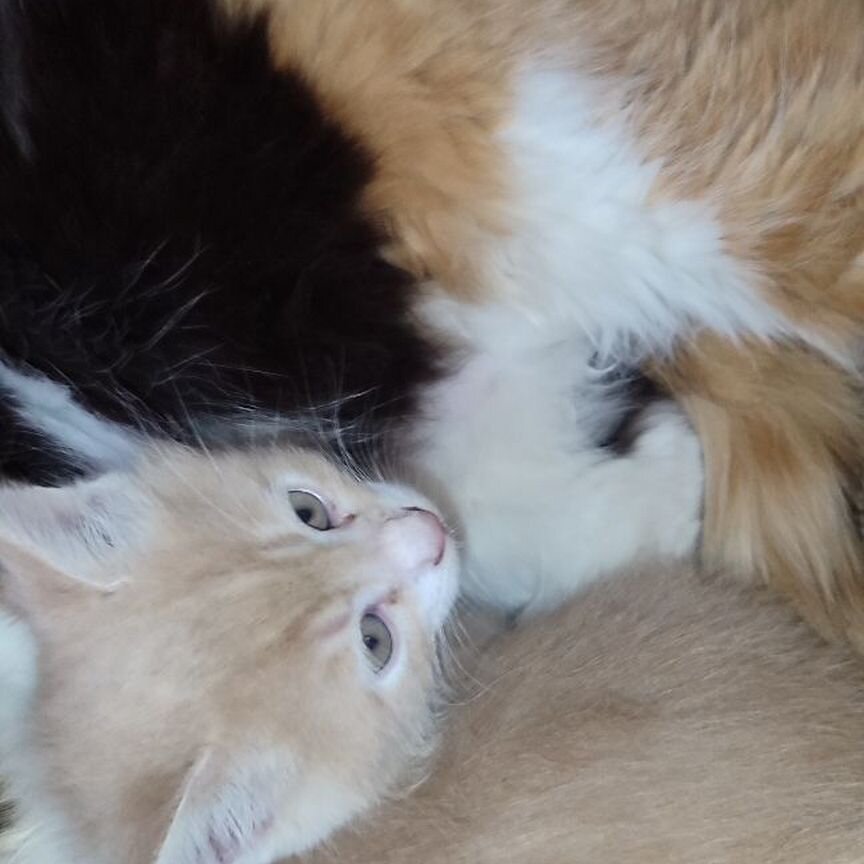 Отдам котят в добрые руки