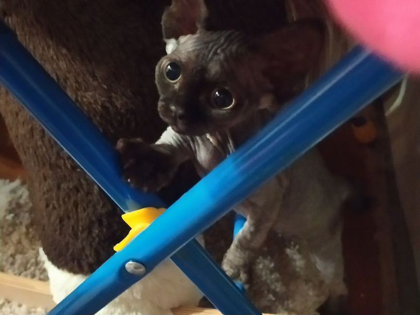 Кошка Девон Рекс