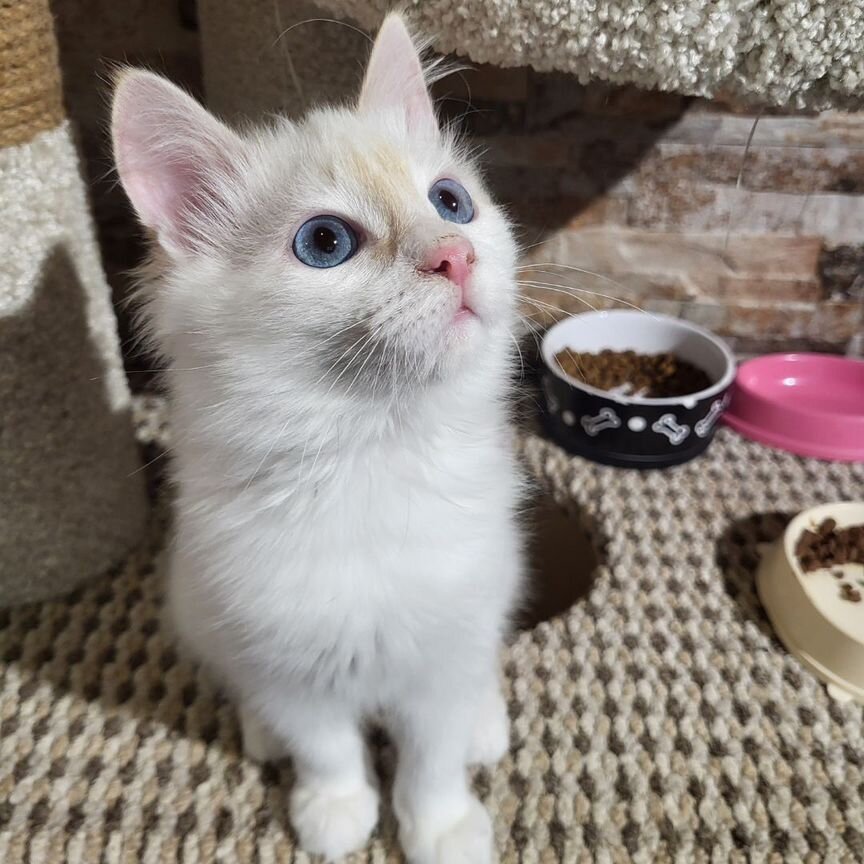 Замечательный котенок ищет семью