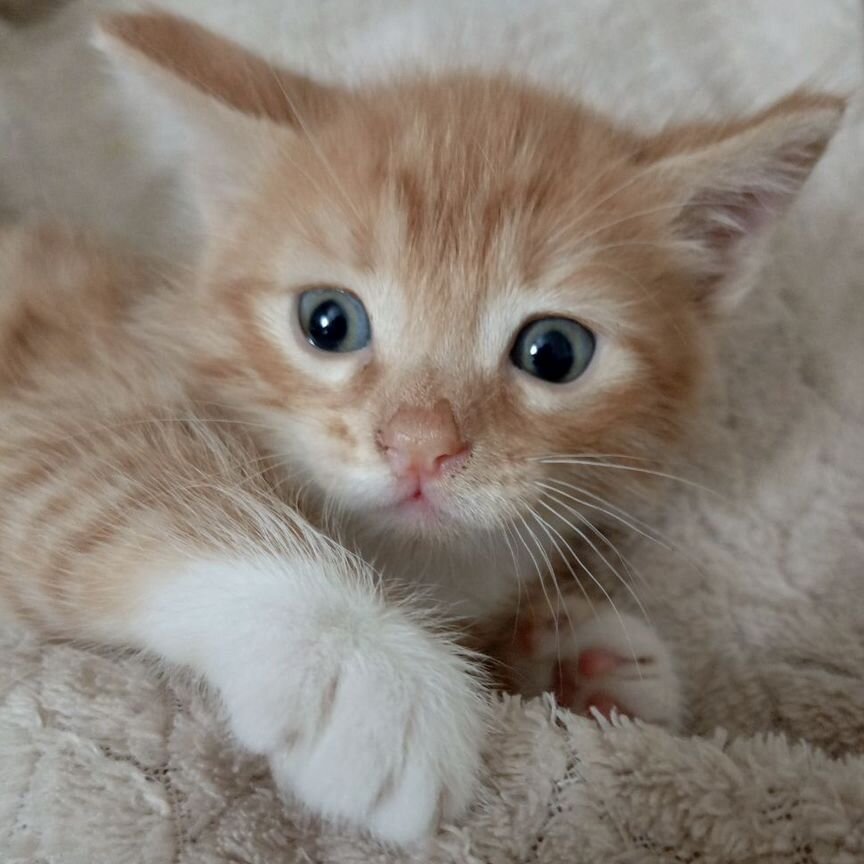 Котёнок в добрые руки