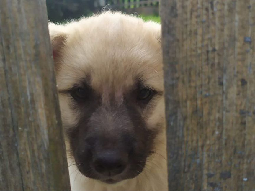 Отдадим в добрые руки щенков, девочек