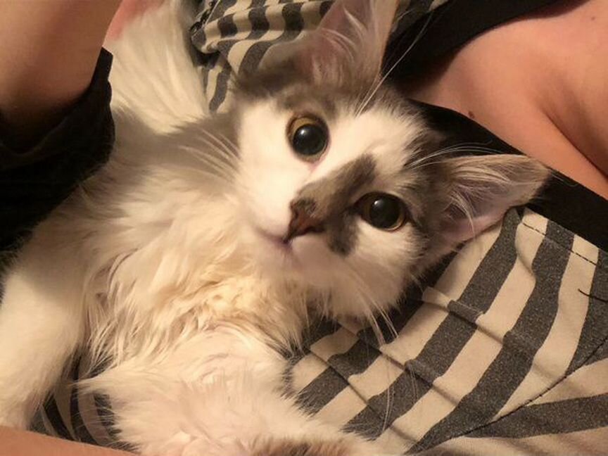 Потерялся кот