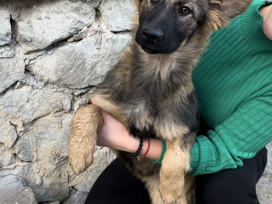 Ищу доброе сердце для щенка Ванессы