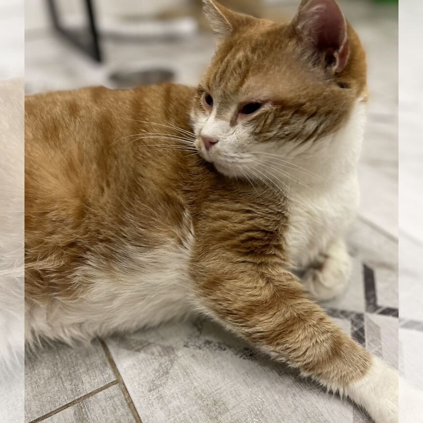 Брутальный рыжий кот