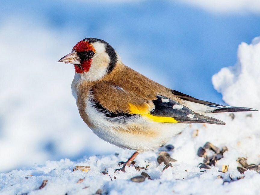 Сибирский щегол крупный