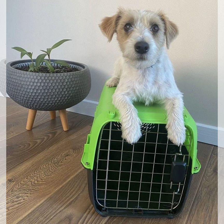 Новая переноска для животных