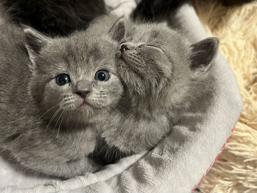 Британские котята