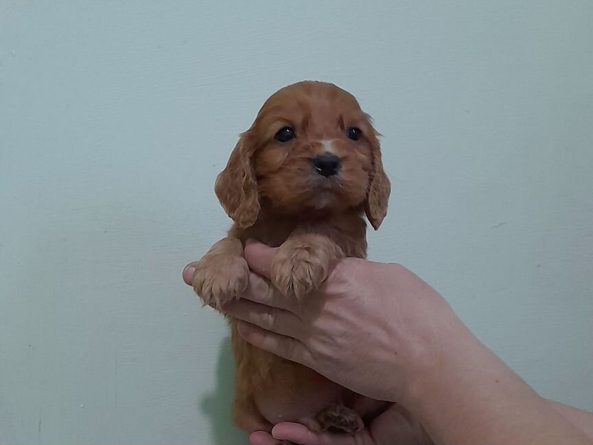 Споньки