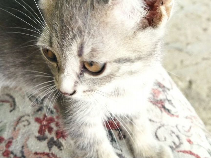 Кошки в добрые руки