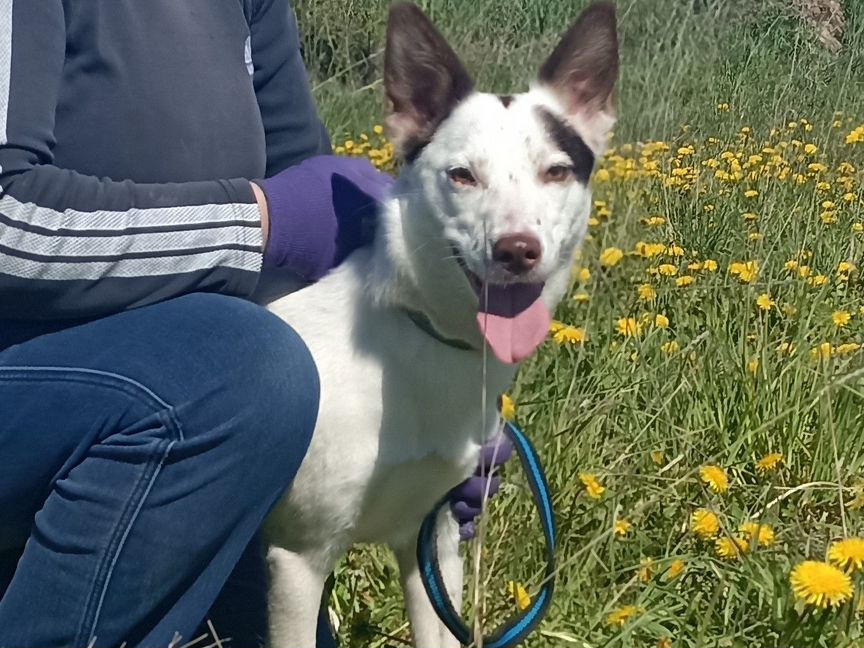 Некрупная собачка Айка в квартиру