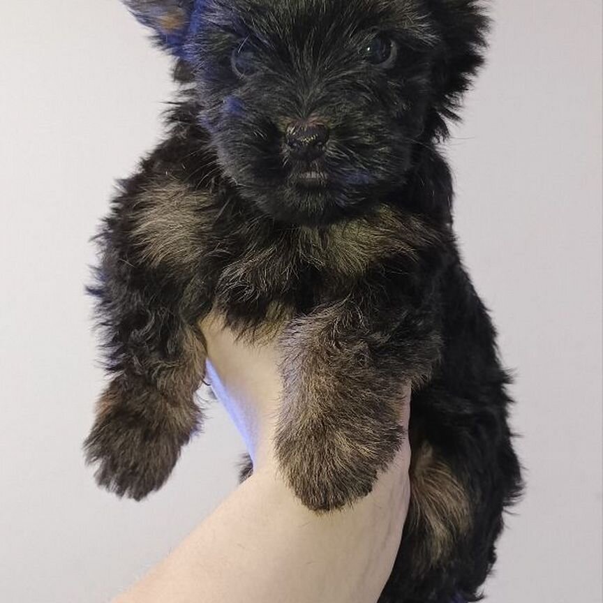 Йоркширский терьер щенки