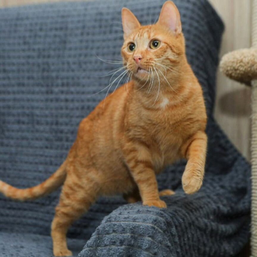 Взрослый кот в добрые руки