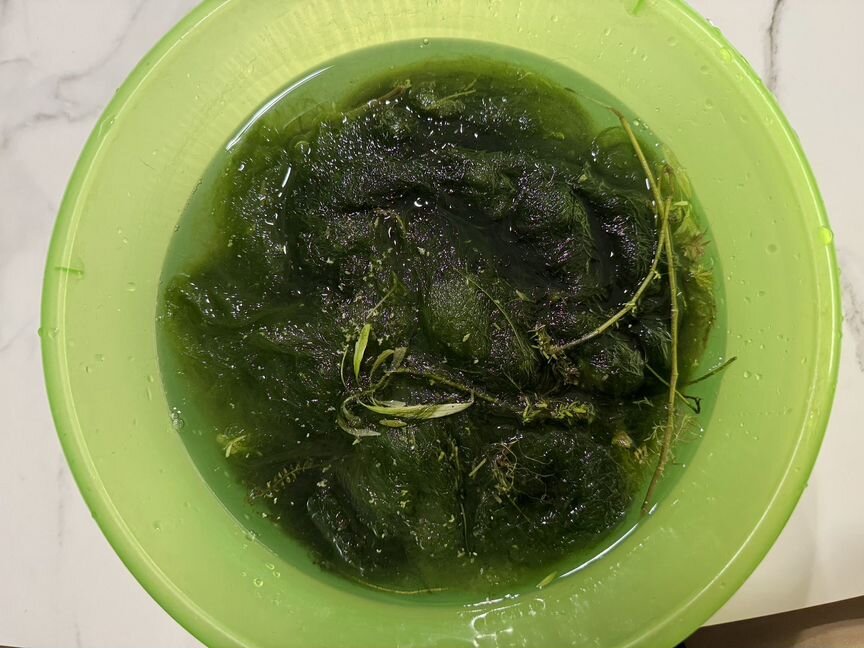 Аквариумное растение, водоросли