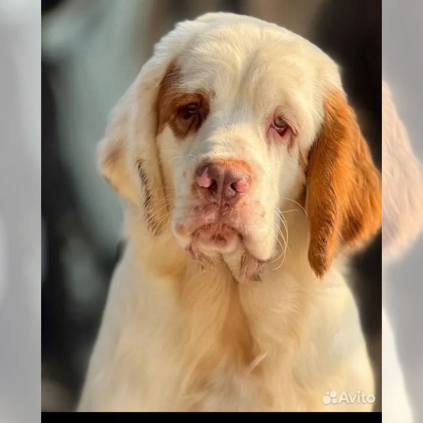 Кламбер-спаниель, щенок