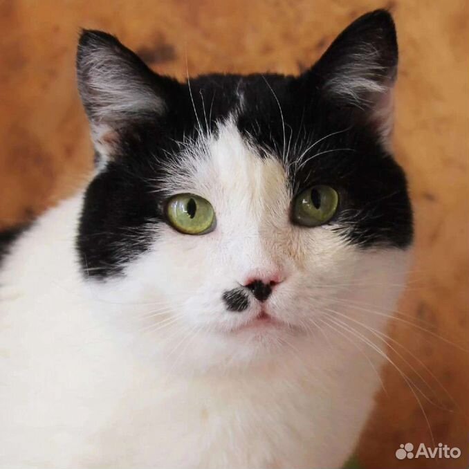 Сладкий пирожочек хочет на ручки