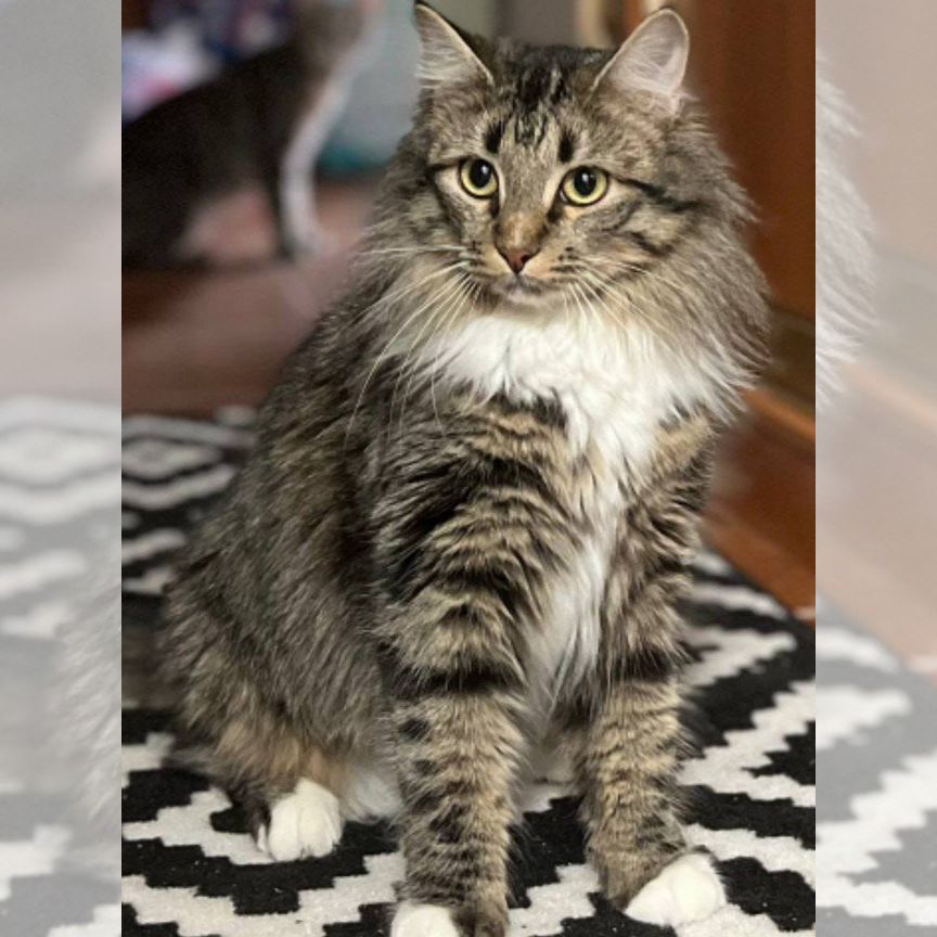 Взрослая, кошка в добрые руки