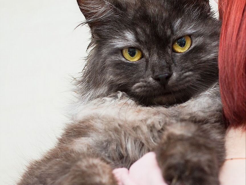 Кошечка Пушинка стала не нужна хозяевам