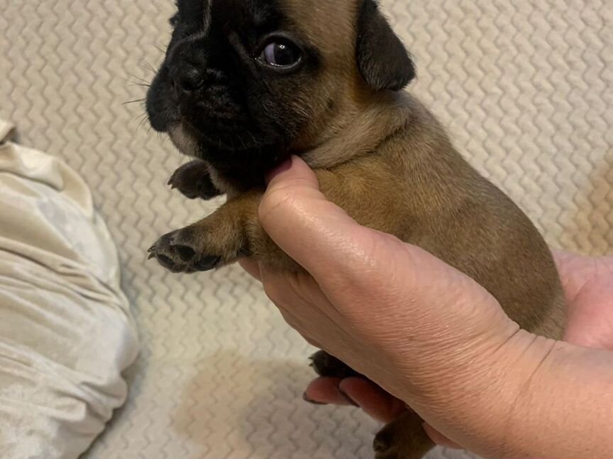 Французский бульдог щенки