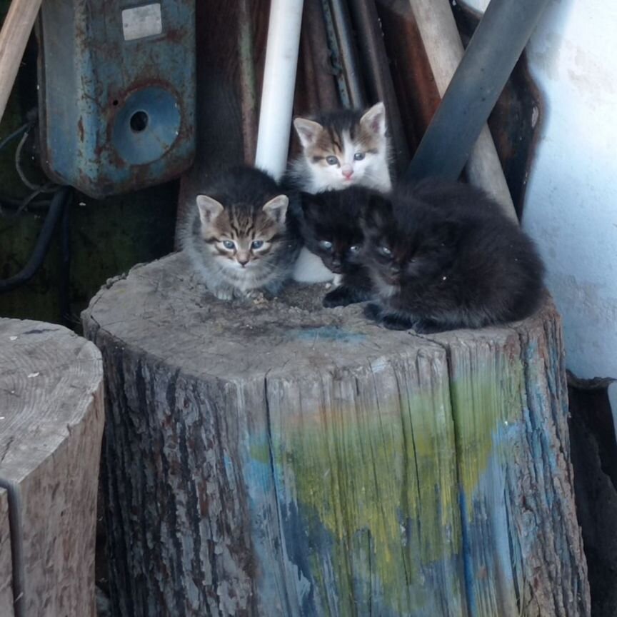 Котята ищут хозяев