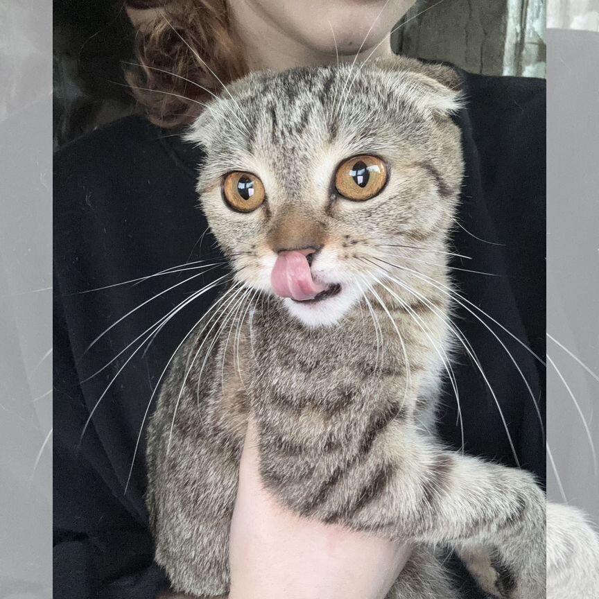 Кошка вислоухая в добрые руки