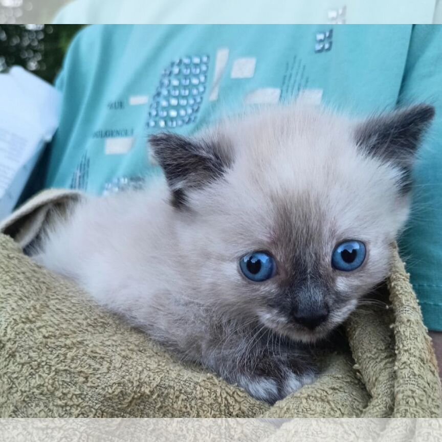 Сиамский котёнок