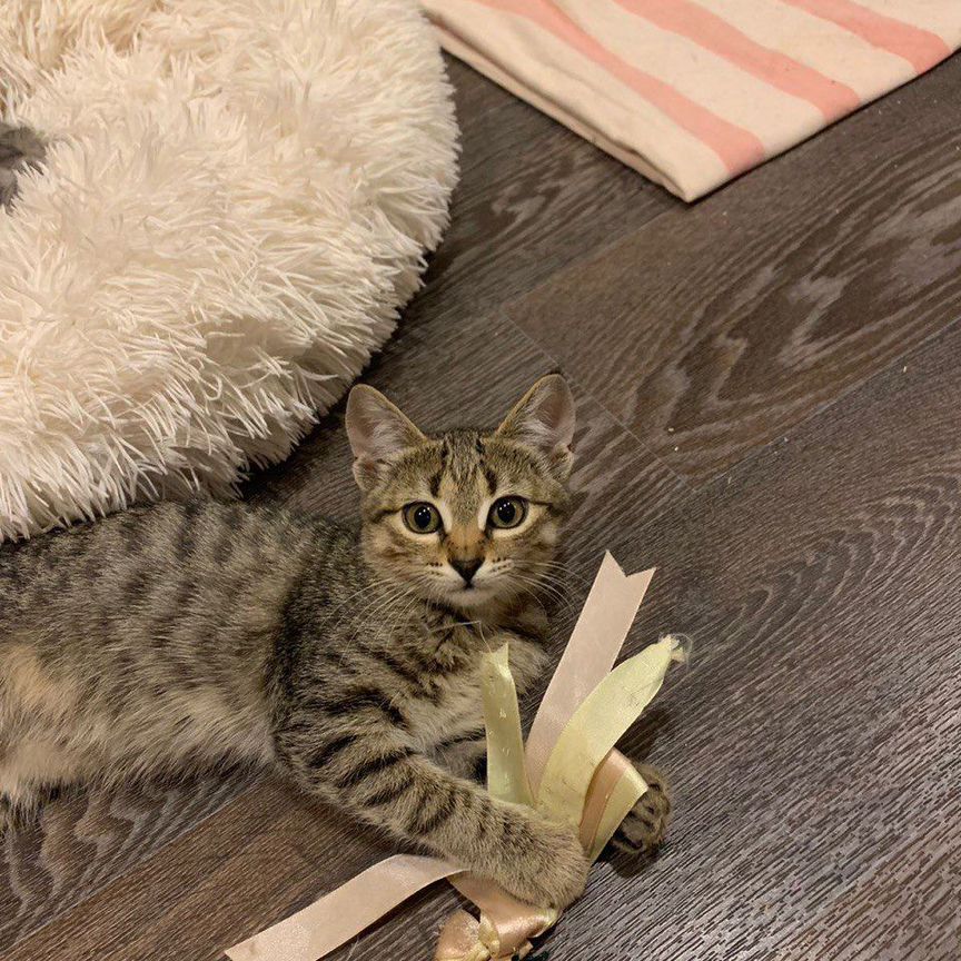 Котенок полосатик в дар