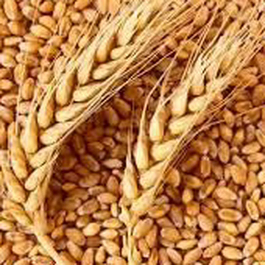 Продам пшеницу 2.5 тонны