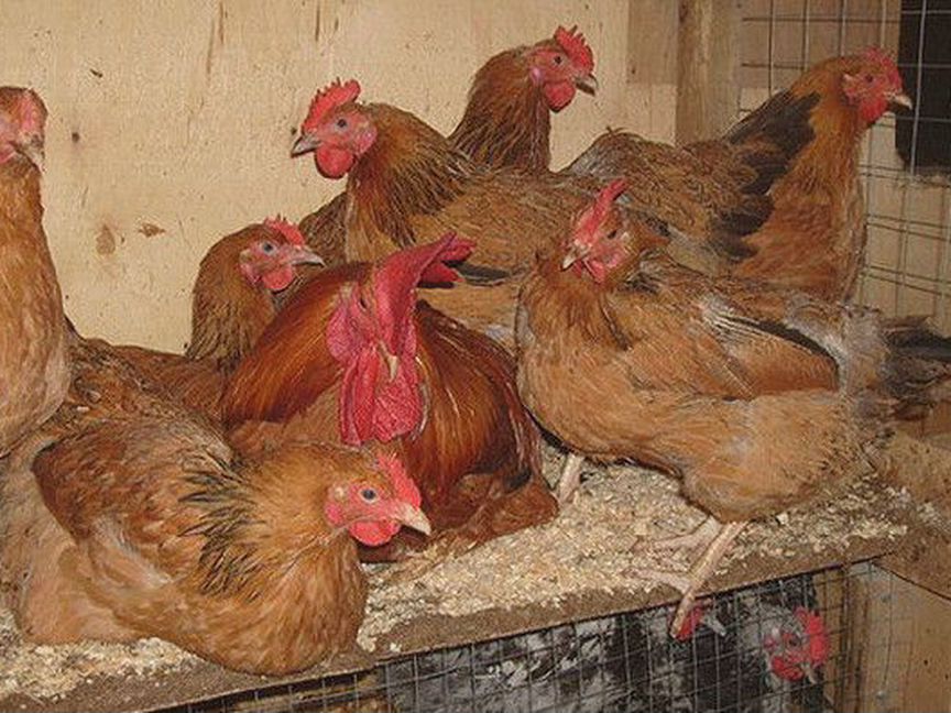 Куры несушки Коричневые