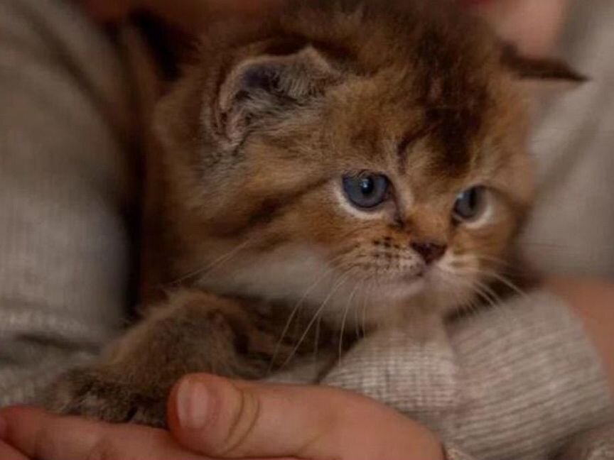 Шотладская кошечка