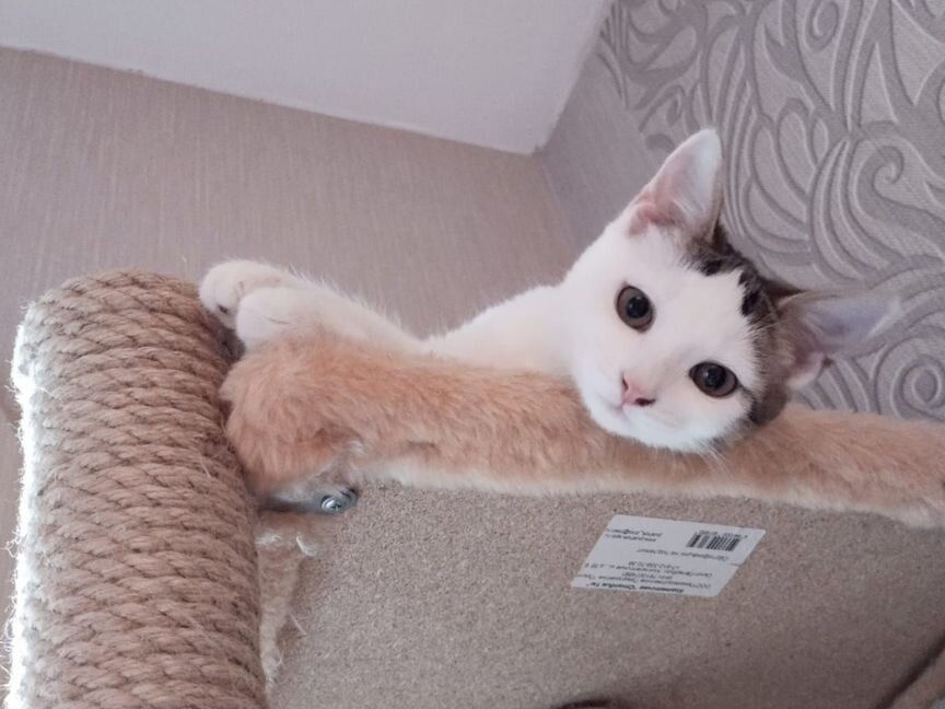 Котенок, который выжил