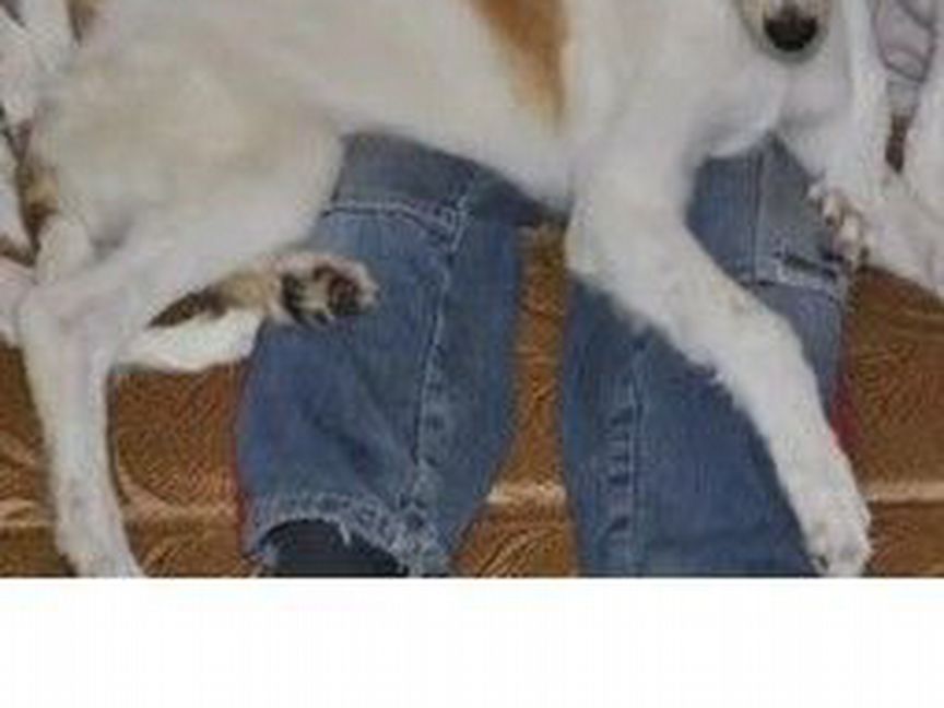 Русская борзая щенок девочка