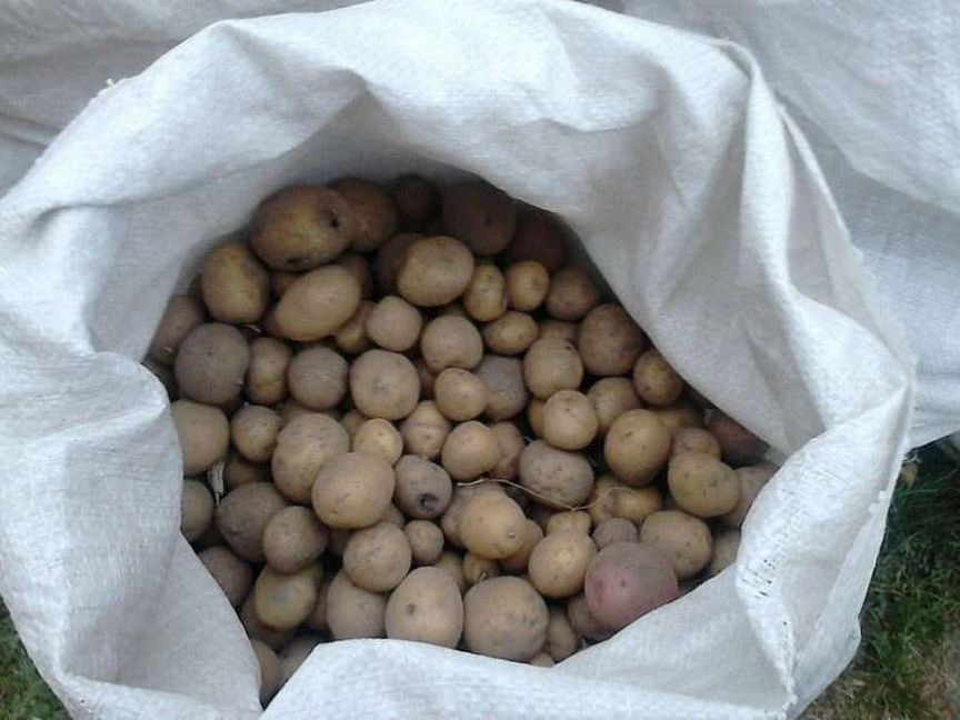Мелкая картошка для скотины