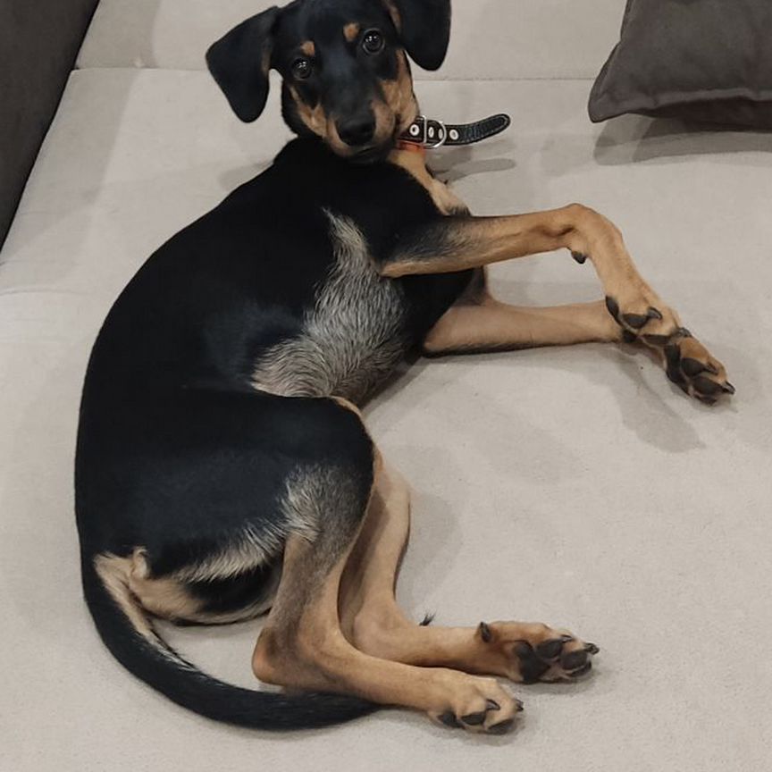 Немецкий пинчер, щенок