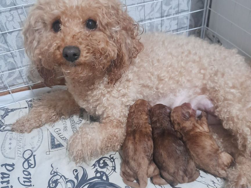 Миниатюрный пудель щенки