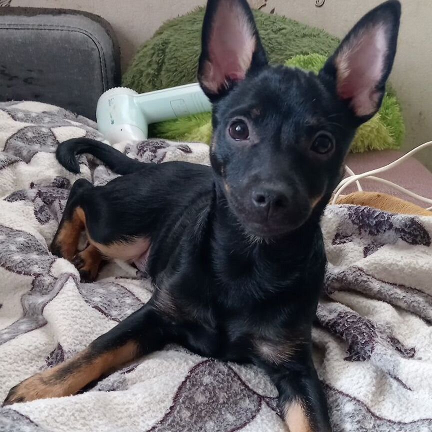 Кабель вязка той-терьер