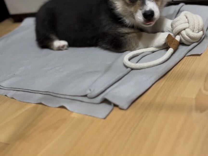 Вельш-корги кардиган