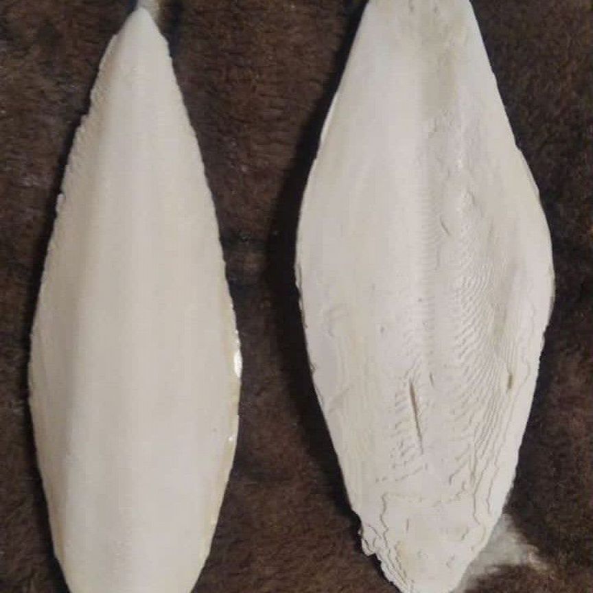 Сепия панцирь каракатицы