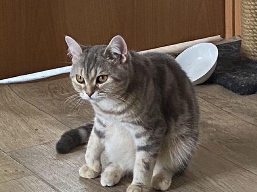 Смешной кот