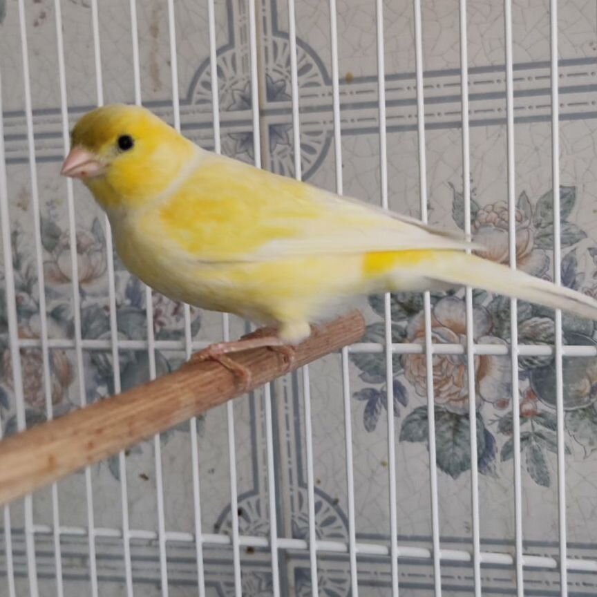 Кенар-Канарейки