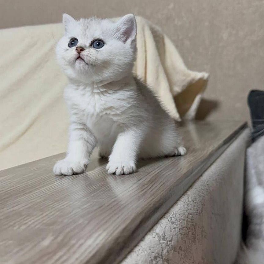 Британская шиншилла