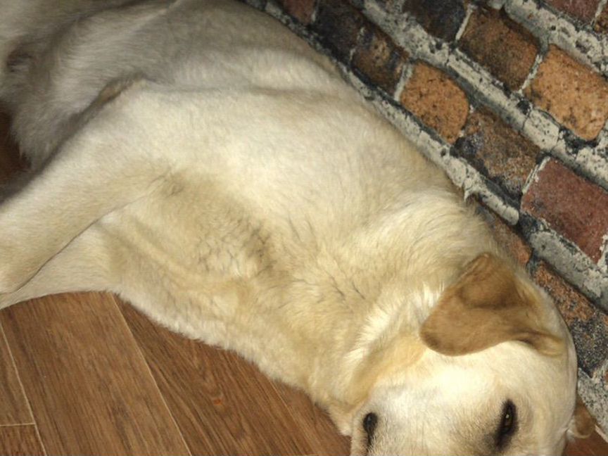 Отдам лабрадора в добрые руки