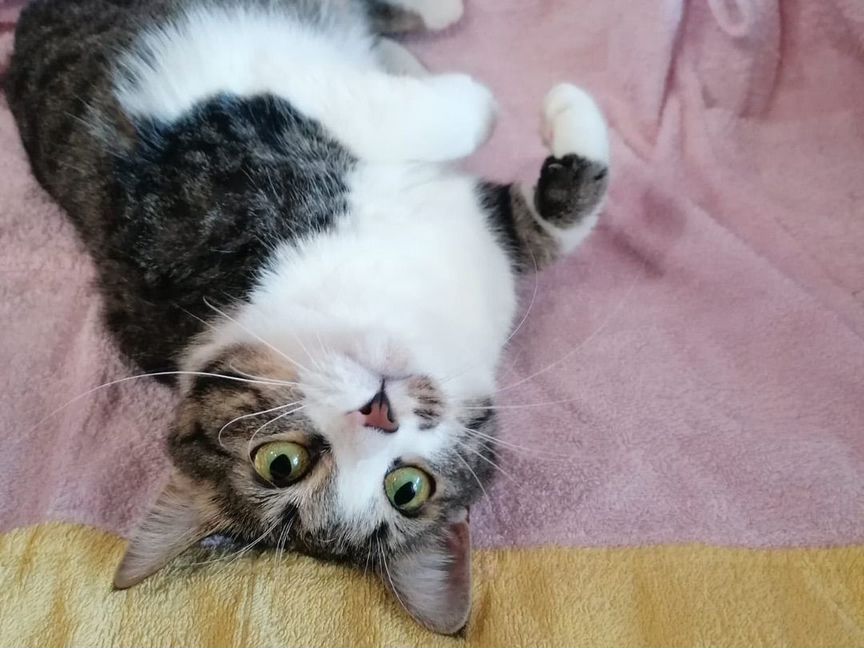 Кошечка Кнопка