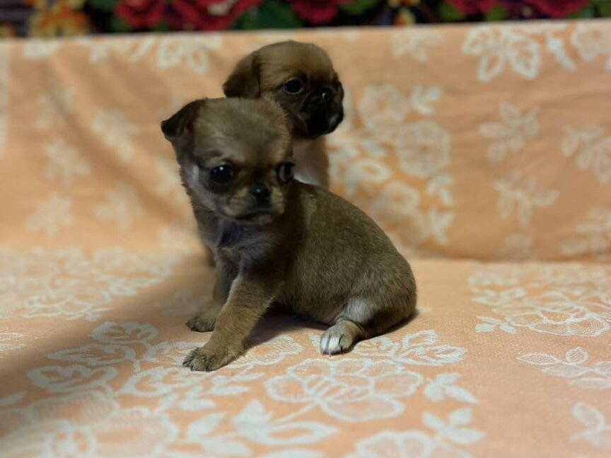 Щенки пти-чих