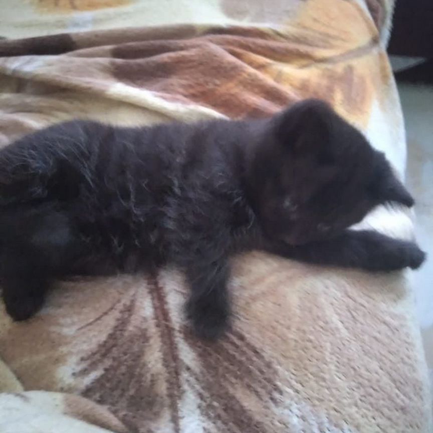 Котенок