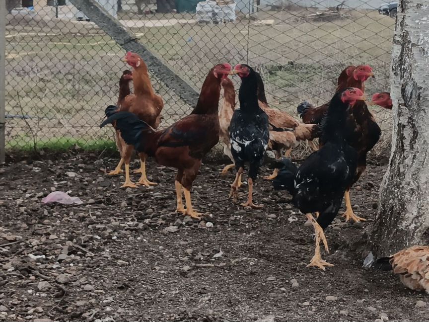 Бойцовые петухи