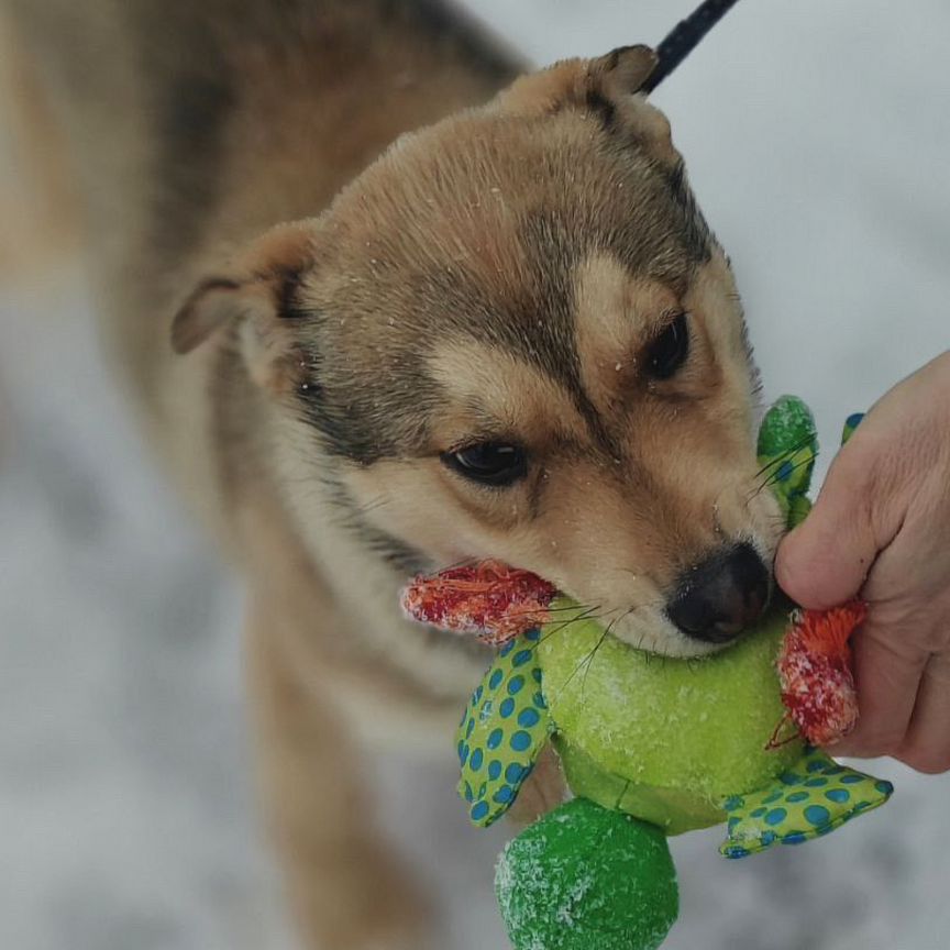 Щенок в добрые руки